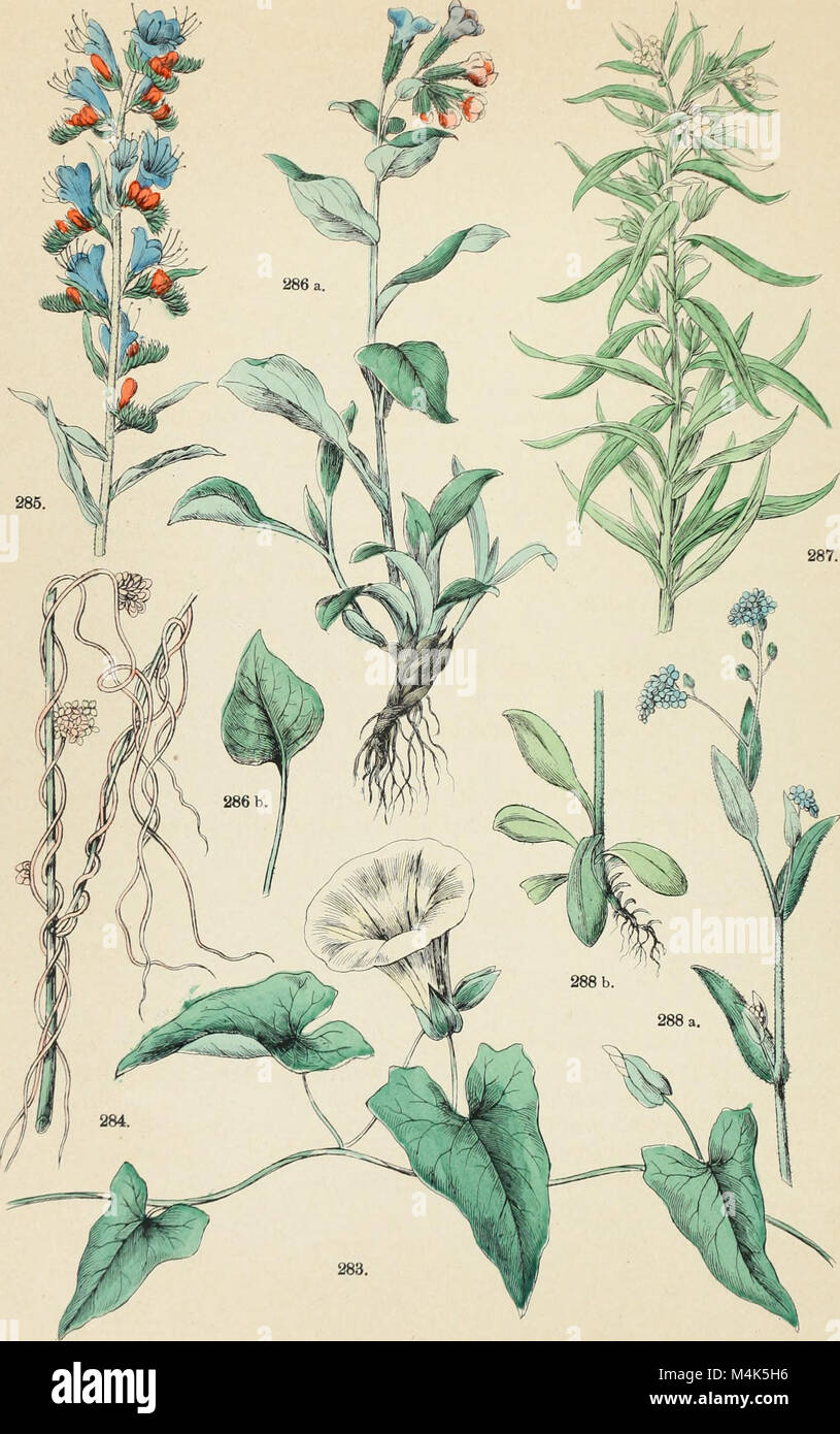 Atlante Botanico, published in 1886, is an illustrated botanical atlas ...