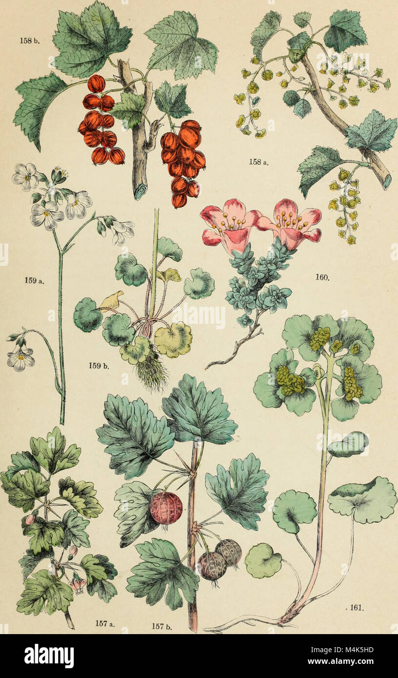 'Atlante Botanico' (1886) is a botanical atlas featuring 85 ...