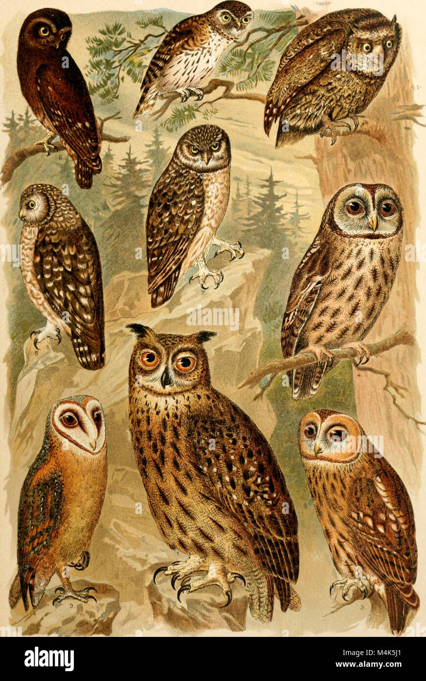 'Atlante Ornitologico,' published in 1902, is an ornithological atlas ...