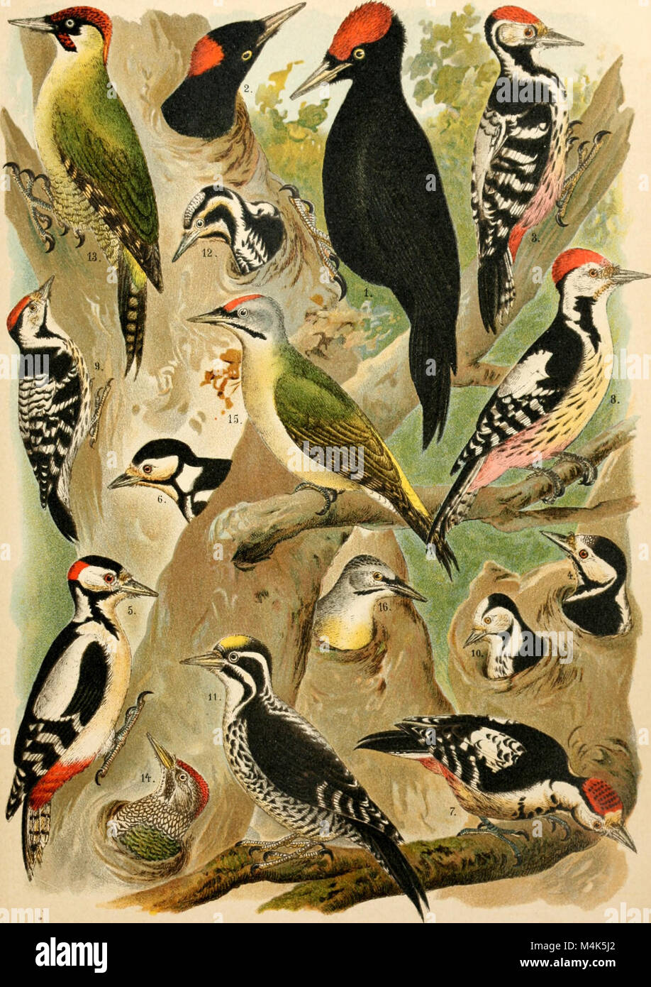 'Atlante Ornitologico' (1902) is an ornithological atlas focusing on ...