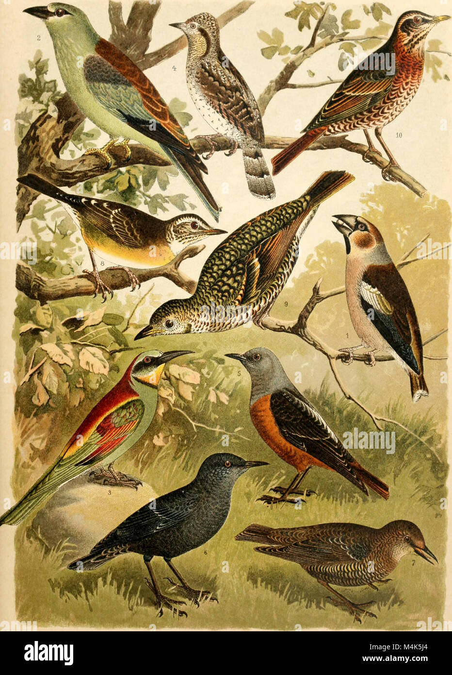 'Atlante Ornitologico' (1902) is an ornithological atlas focusing on ...