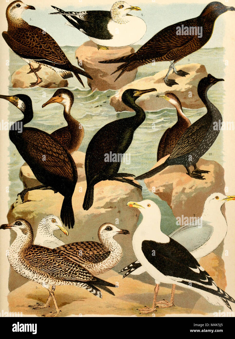 'Atlante Ornitologico' (1902) is an ornithological atlas detailing ...