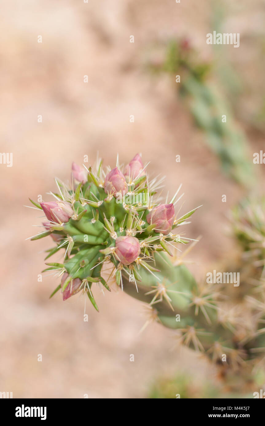 Arizona cactus hi-res stock photography and images - Alamy