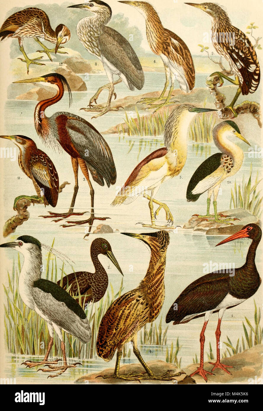 *Atlante Ornitologico* (1902) is an ornithological atlas that presents ...
