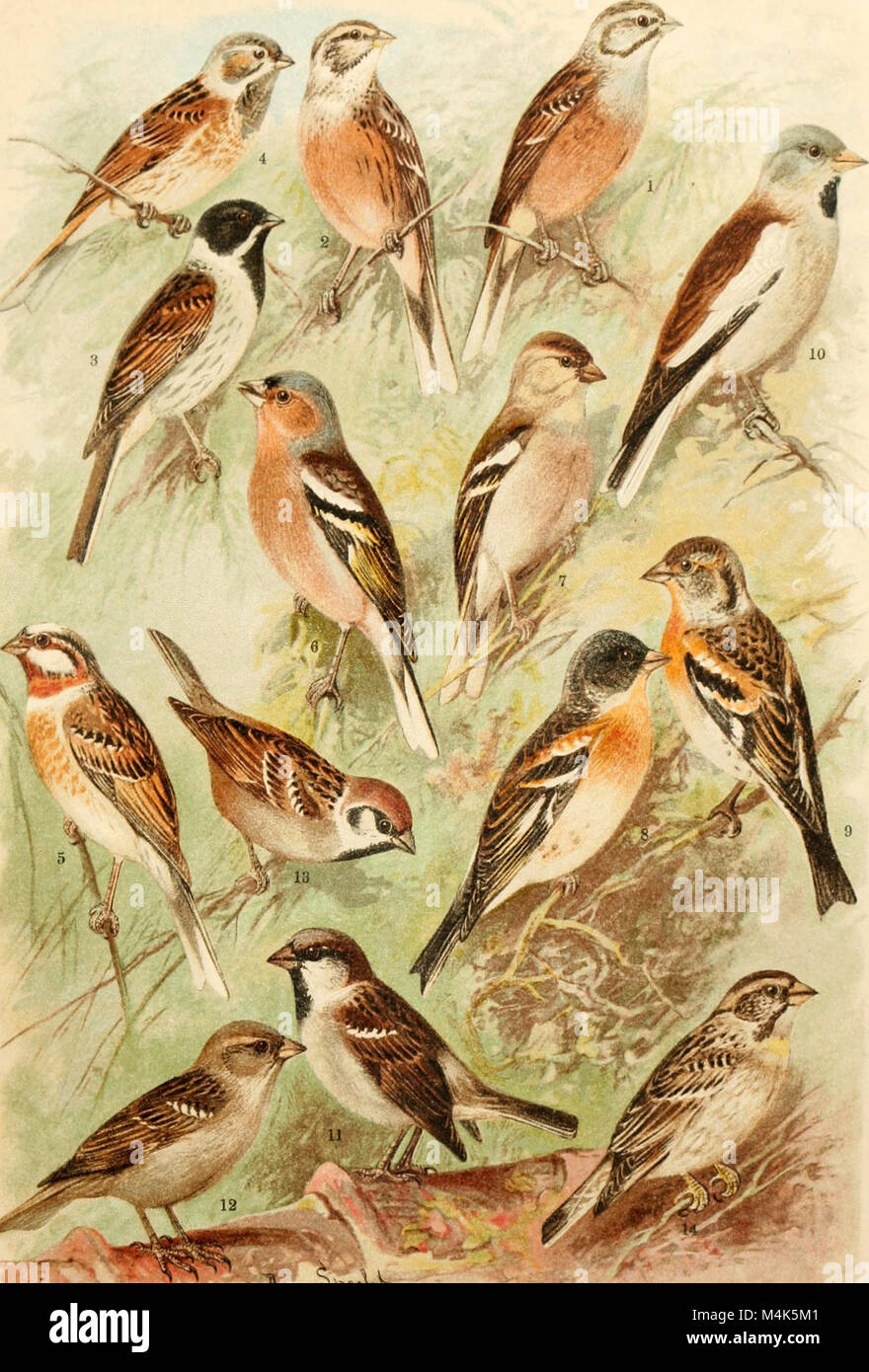 'Atlante Ornitologico' (1902) is an ornithological atlas focusing on ...