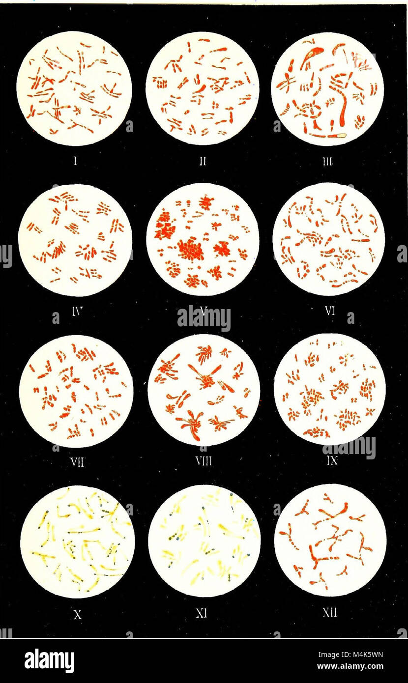 Bacteriologic hi-res stock photography and images - Alamy
