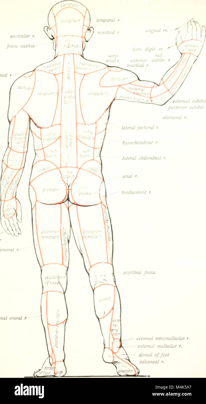 Atlas and textbook of human anatomy hi-res stock photography and images ...