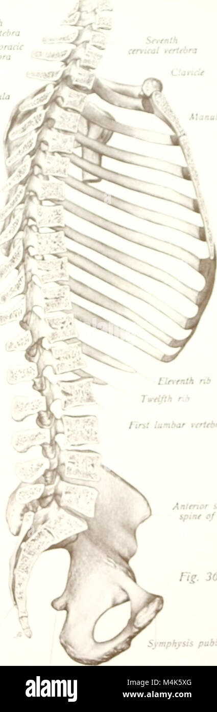Atlas and textbook of human anatomy hi-res stock photography and images ...
