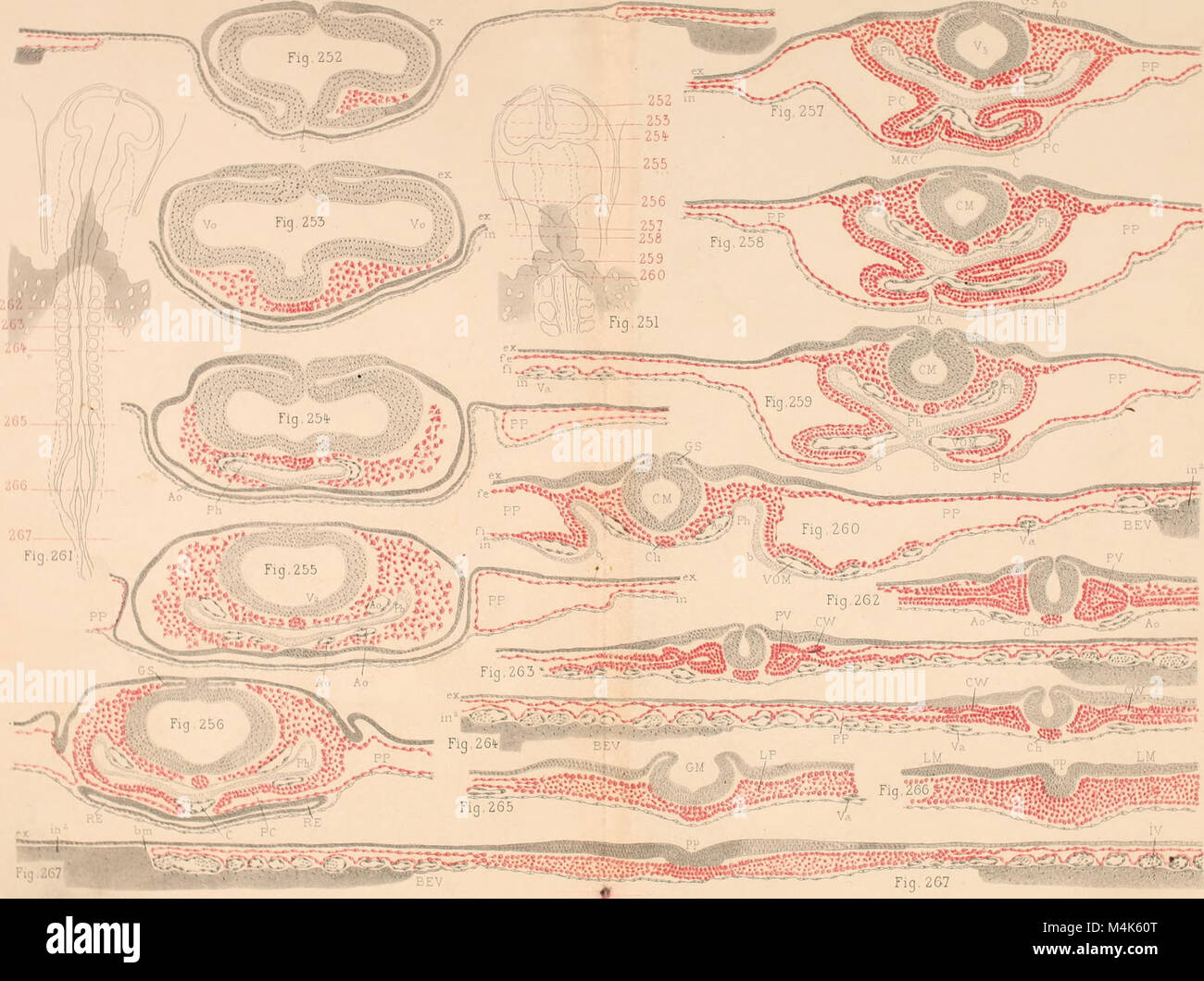 Detailed depictions of various stages hi-res stock photography and ...
