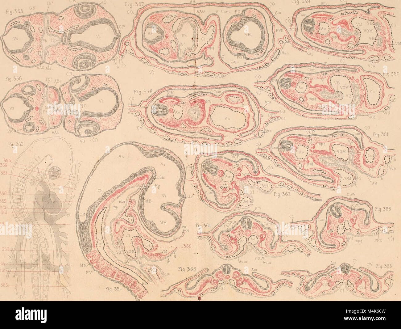 Embryonic stages comparison hi-res stock photography and images - Alamy
