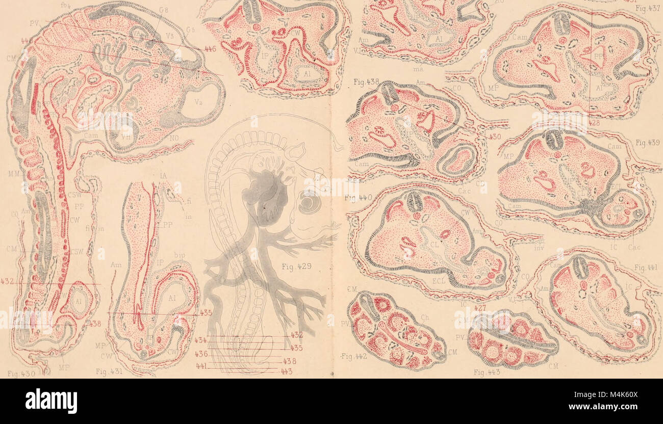 The 1889 'Atlas d'embryologie' is a scientific atlas showcasing ...