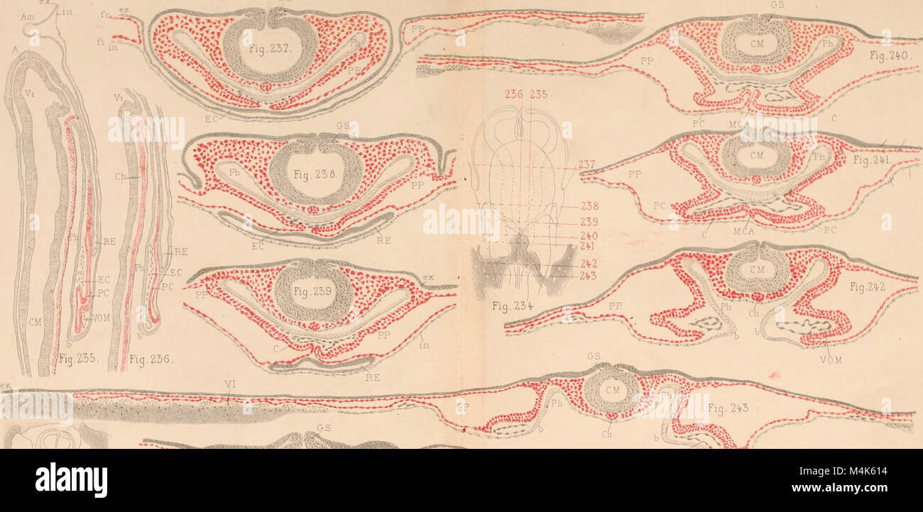 'Atlas d'Embryologie' (1889) is a detailed study of embryology ...