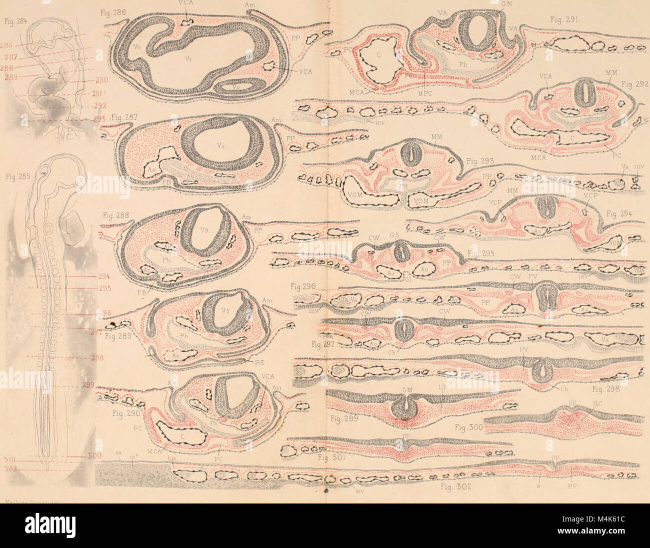 The *Atlas d'embryologie* (1889) is a comprehensive visual guide to ...