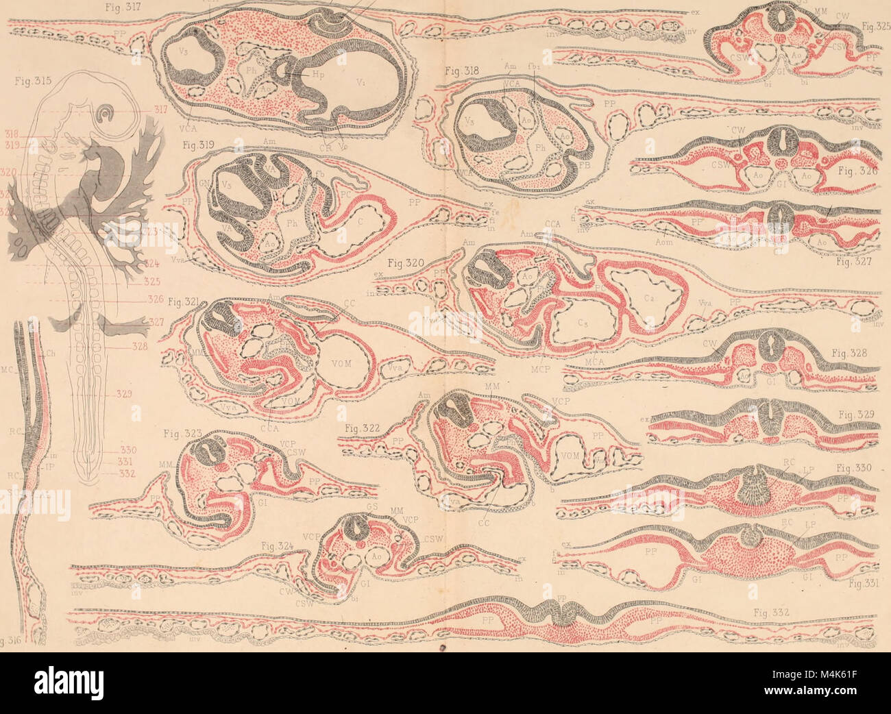 The 1889 Atlas of Embryology is a detailed collection of illustrations ...