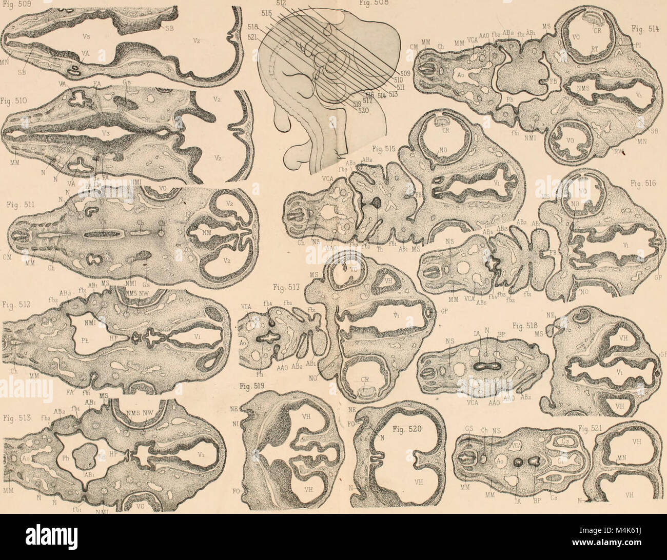 The 1889 Atlas d'embryologie offers a detailed series of illustrations ...