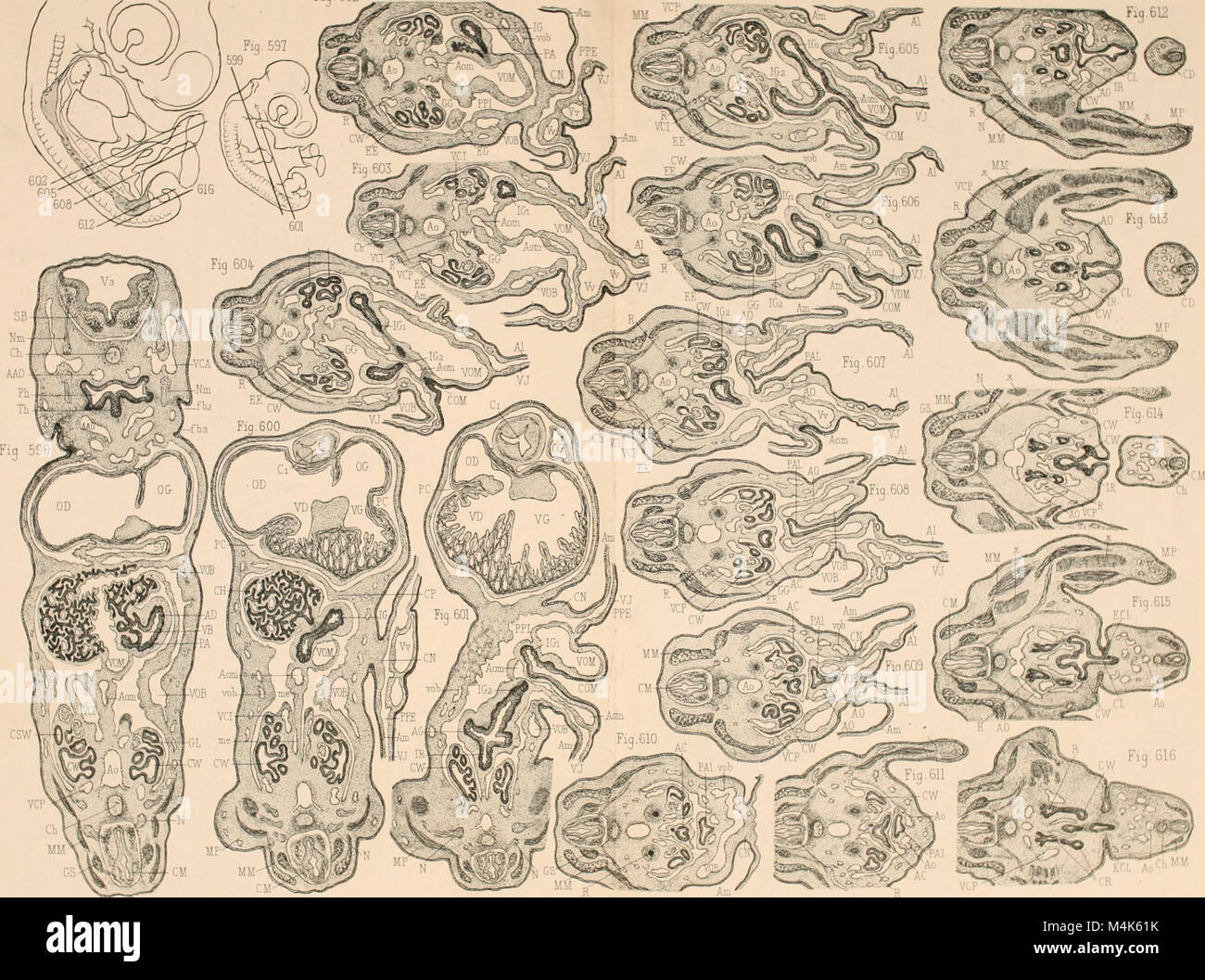 The 1889 'Atlas d'Embryologie' is a detailed study of embryonic ...