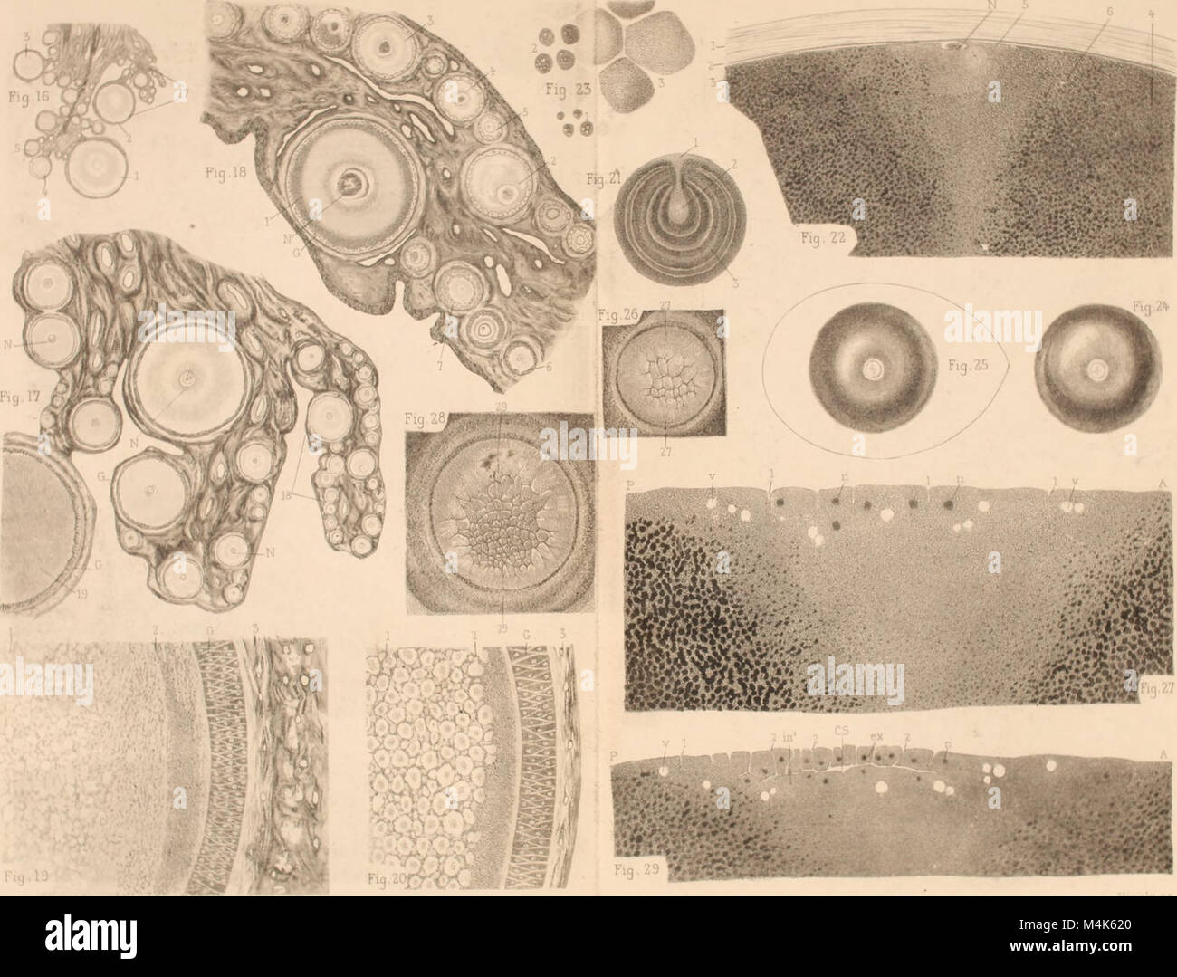 Atlas d'embryologie, published in 1889, is an atlas detailing the study ...