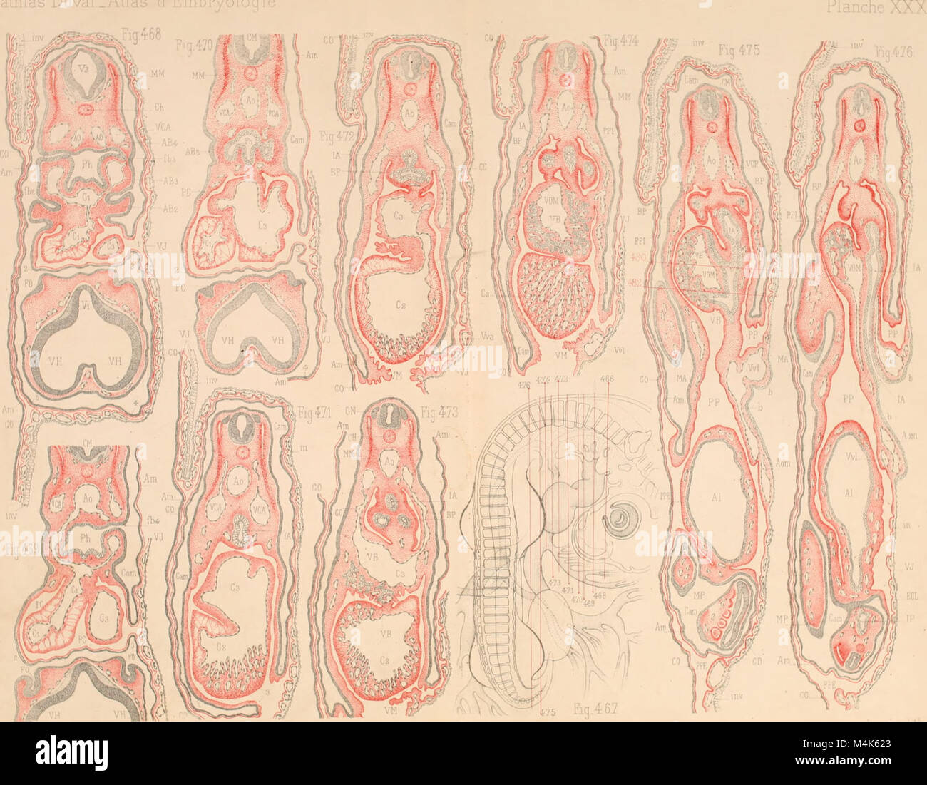 The Atlas d'embryologie (1889) is a significant work in the field of ...