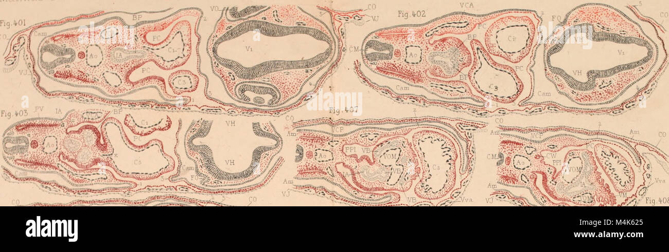 'Atlas d'Embryologie' (1889) is a detailed scientific atlas of ...