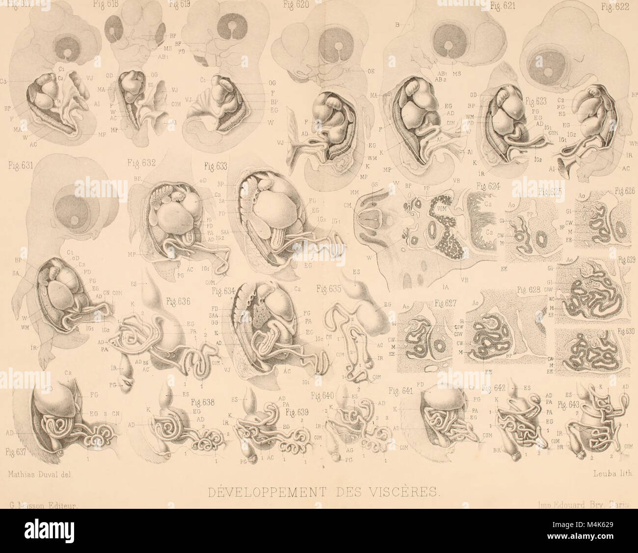 The 'Atlas d'Embryologie' (1889) is a scientific work showcasing ...