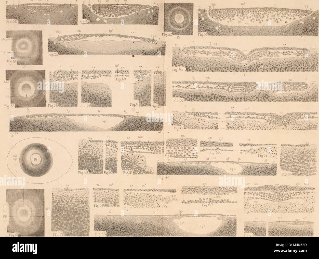 An atlas of embryology published in 1889, featuring detailed ...