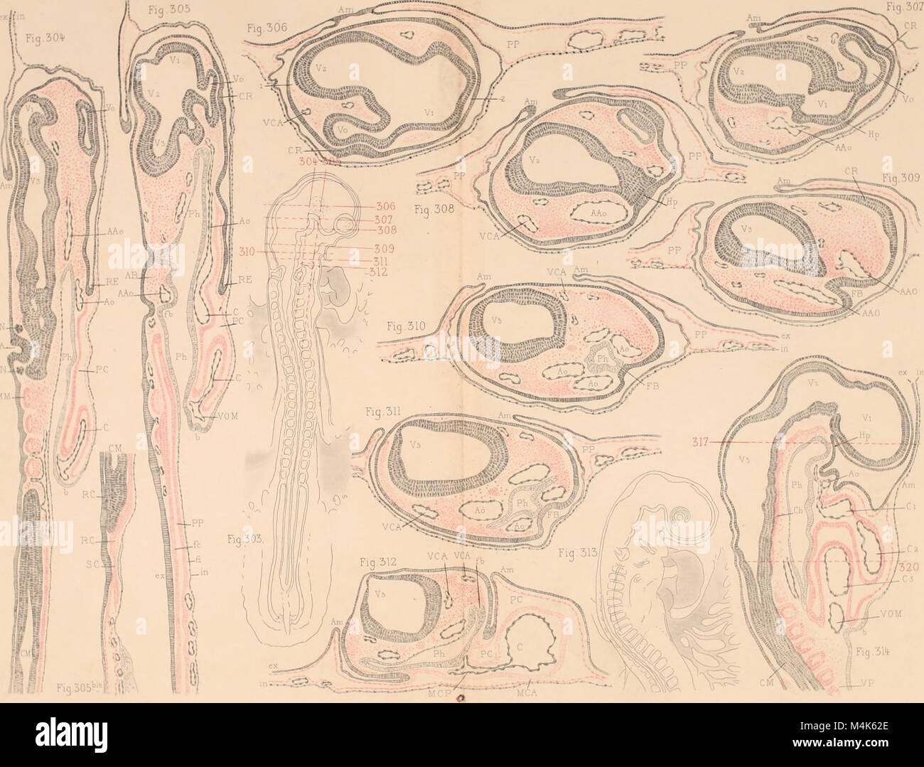 Atlas d'embryologie (1889) (20349737611 Stock Photo - Alamy