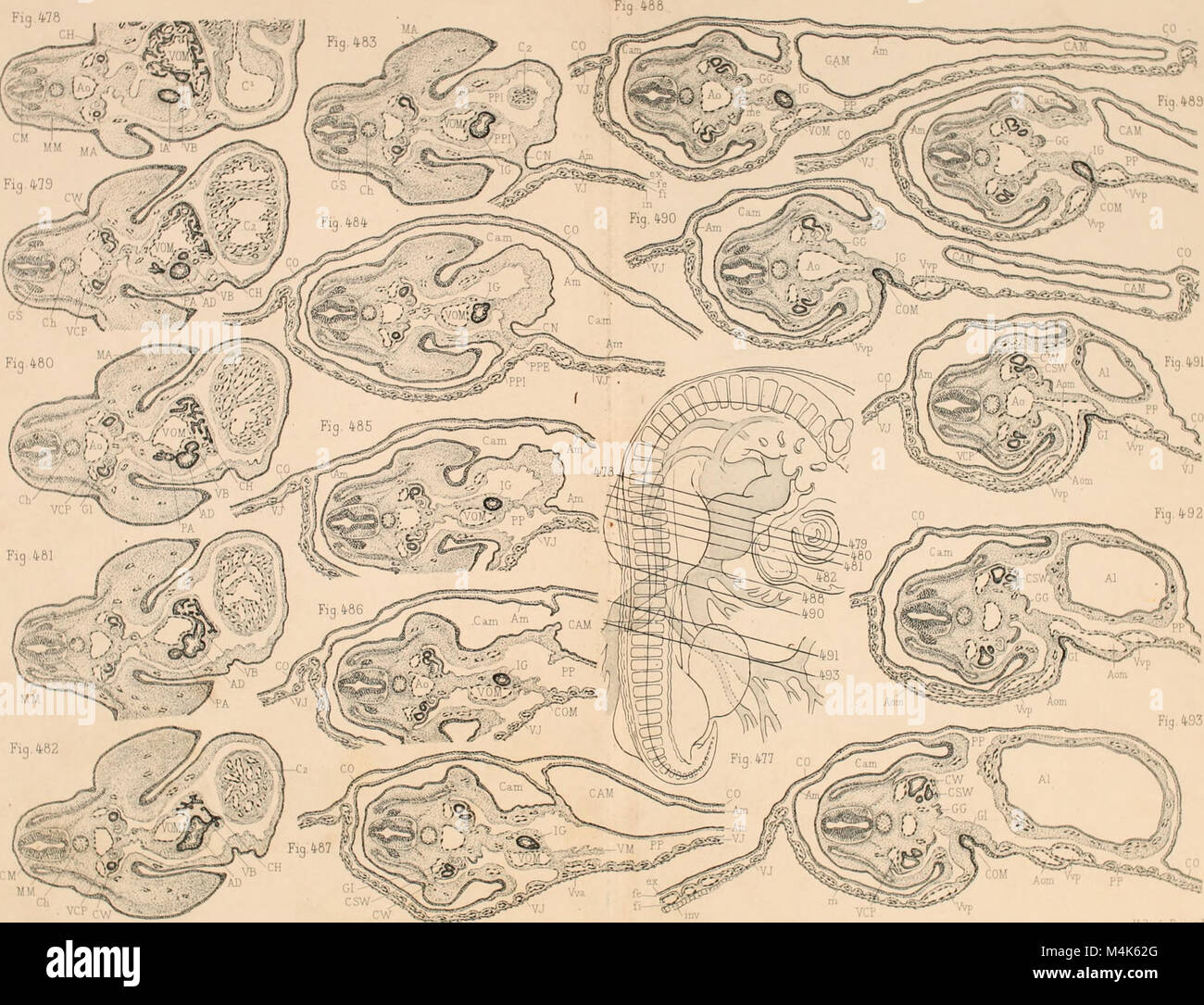 'Atlas d'Embryologie' (1889) is a detailed work that presents the ...