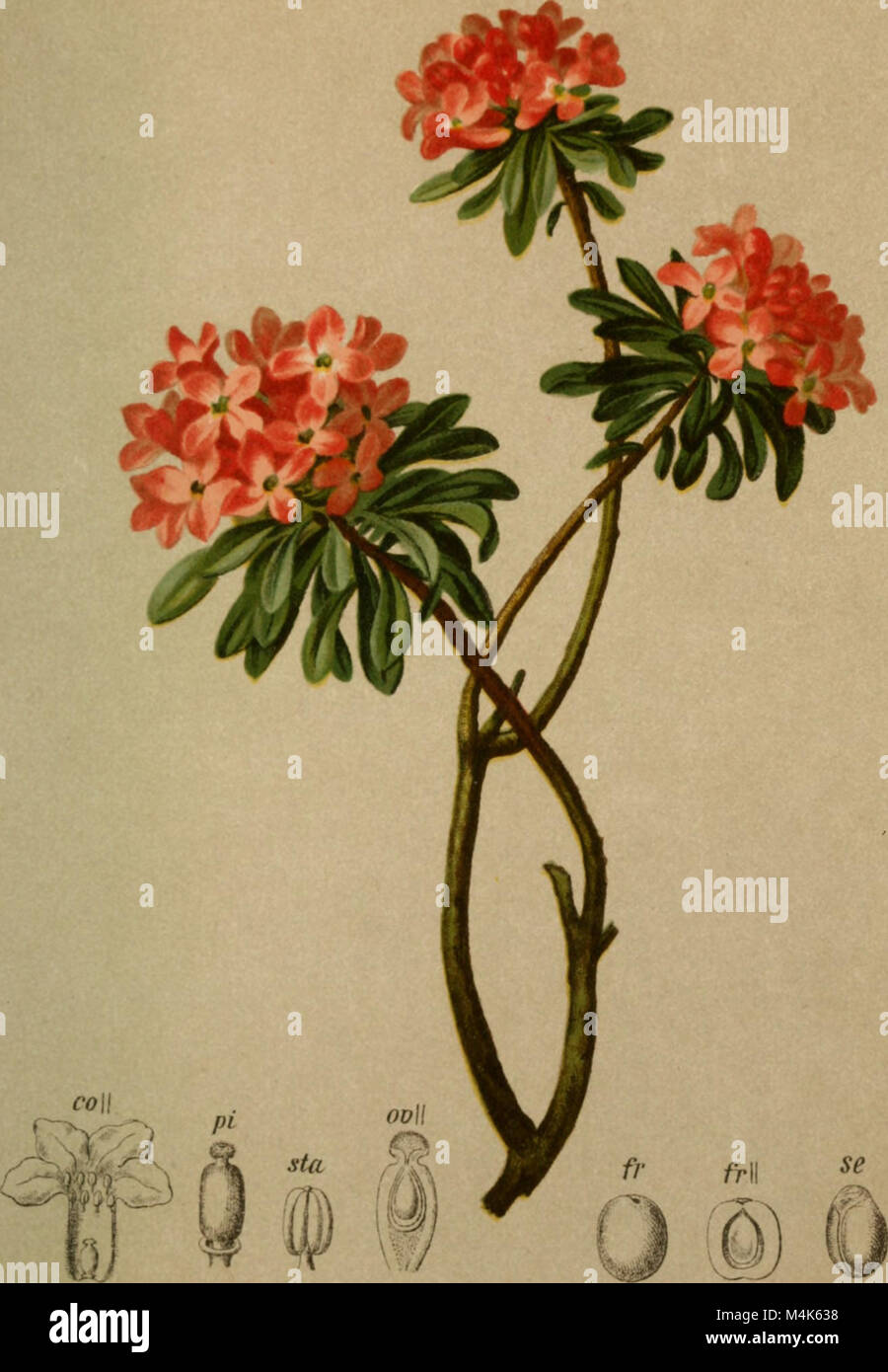 *Atlas der Alpenflora* (1882) is a botanical work documenting the flora of the Alps, providing ...