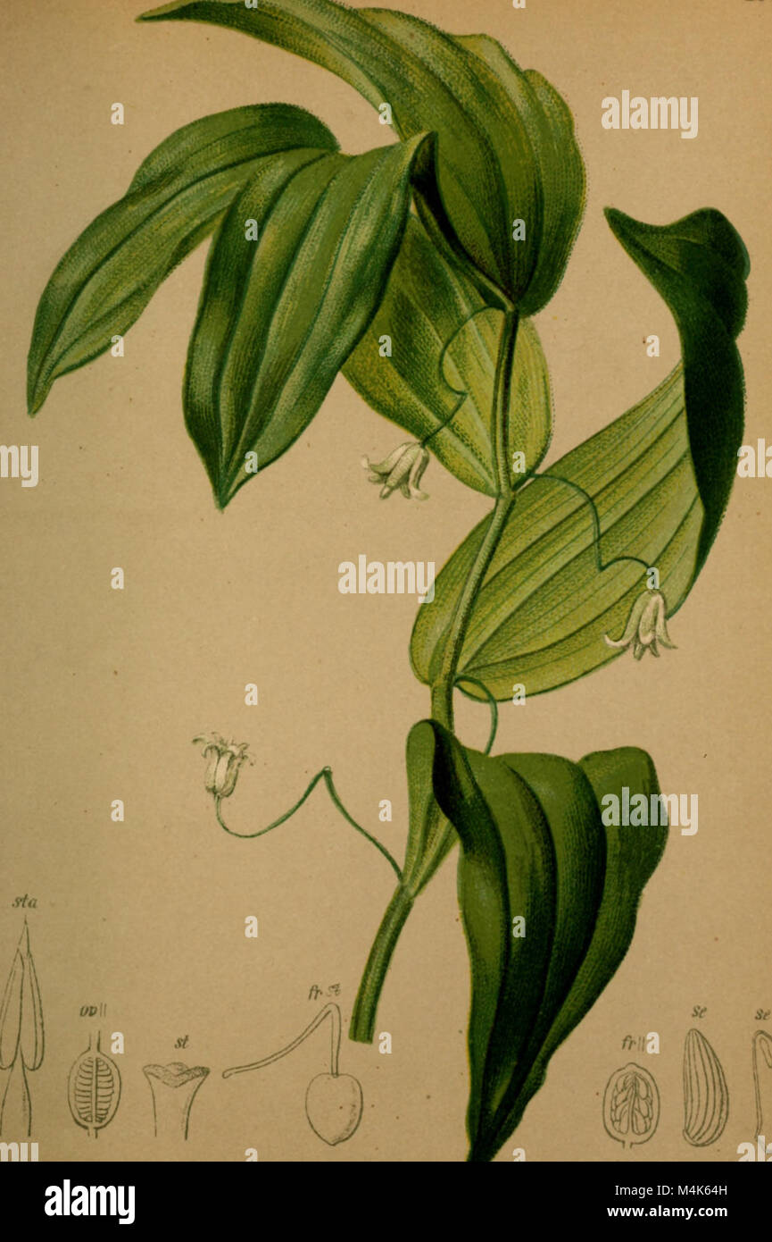 *Atlas der Alpenflora* (1882) is a botanical work that provides a comprehensive guide to the ...