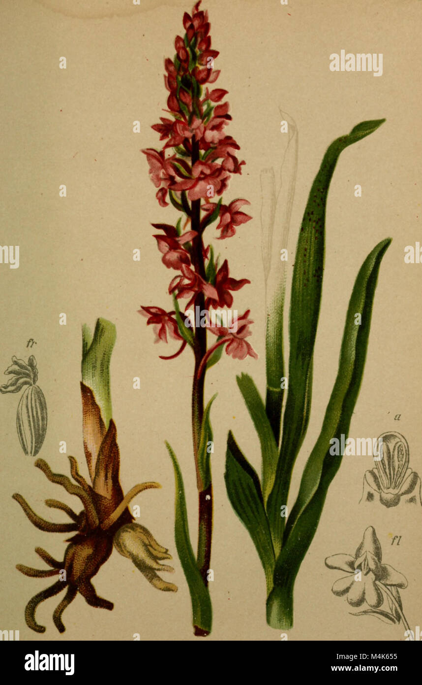 'Atlas der Alpenflora' (1882) is a botanical atlas documenting the flora of the Alps. It ...