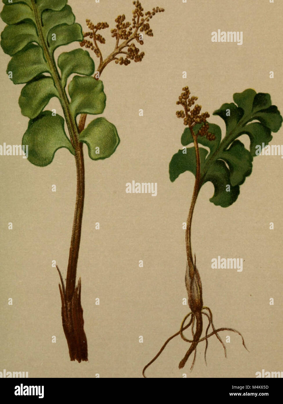 The Atlas der Alpenflora (1882) is a botanical work that provides detailed illustrations and ...