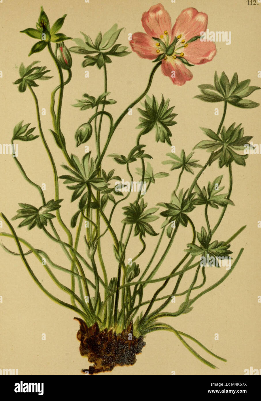 The *Atlas der Alpenflora* (1882) is a botanical reference work detailing the flora of the ...