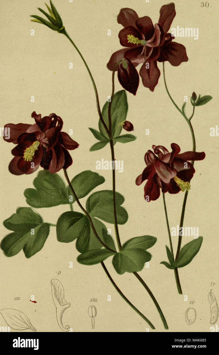 'Atlas der Alpenflora' (1882) is a comprehensive botanical work detailing the flora of the Alps ...