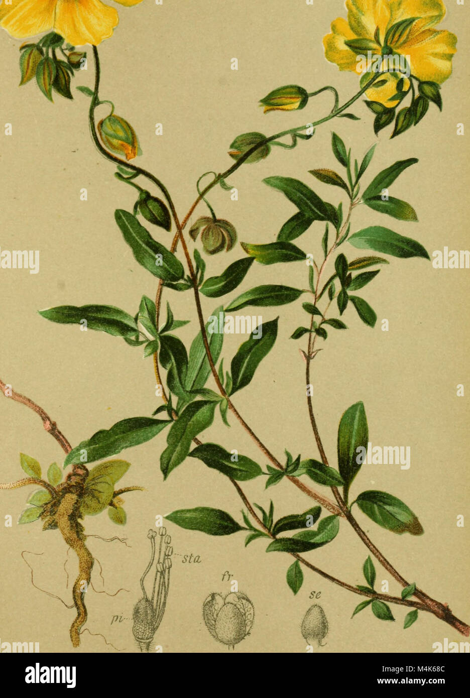 An 1882 botanical atlas illustrating and describing the flora of the Alps, including species ...