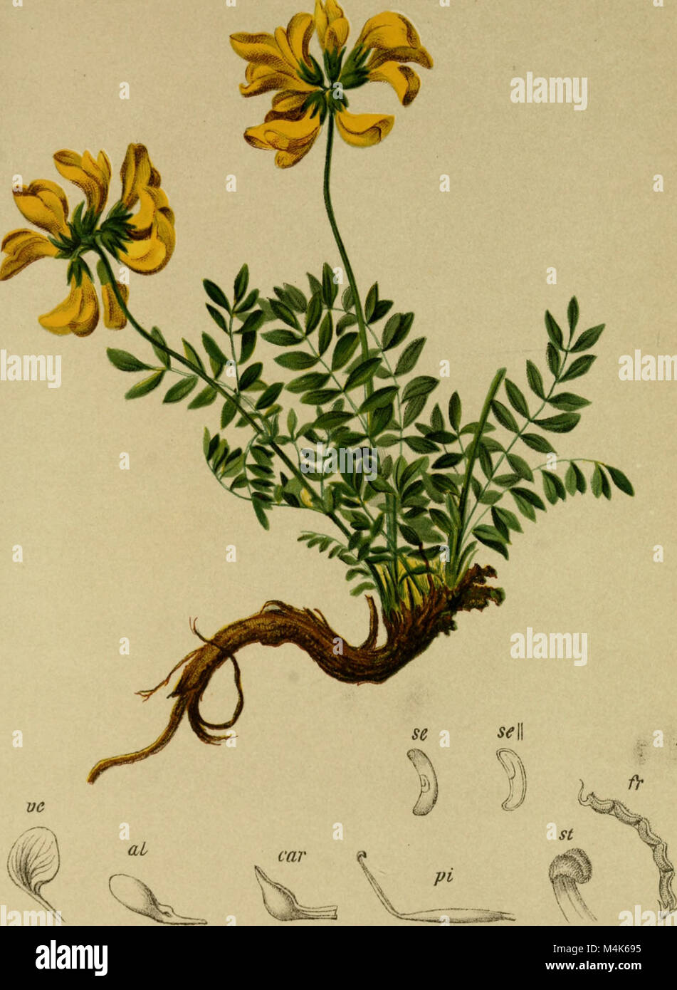 The *Atlas der Alpenflora* (1882) is a comprehensive botanical work documenting the flora of the ...