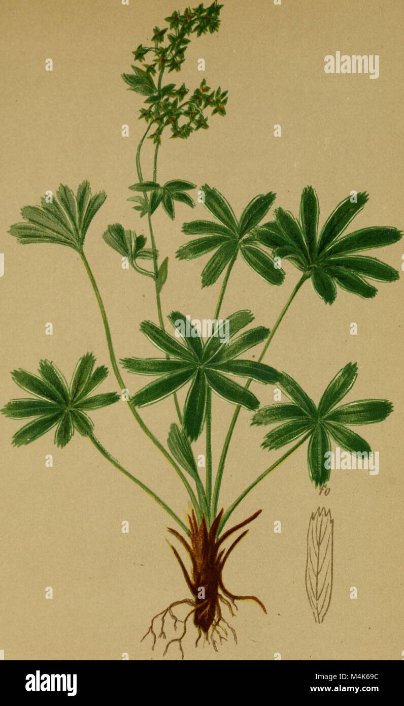 The 1882 'Atlas der Alpenflora' presents a detailed catalog of Alpine ...