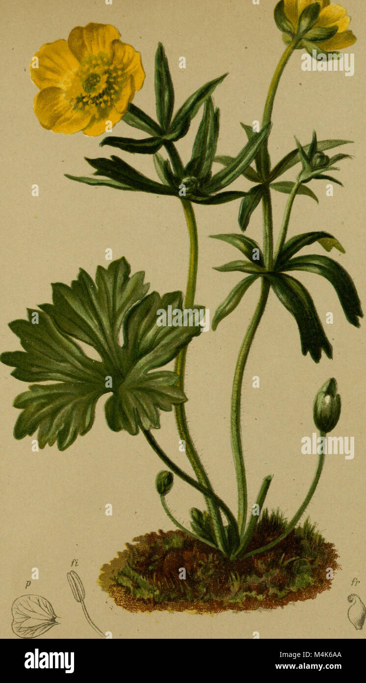 The *Atlas der Alpenflora* (1882) is a botanical atlas detailing the ...