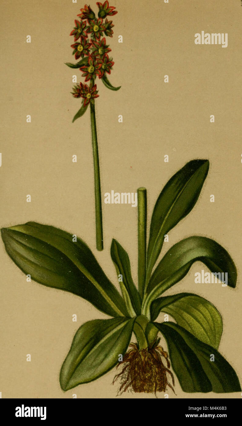 This 1882 atlas documents the flora of the Alps, featuring detailed ...