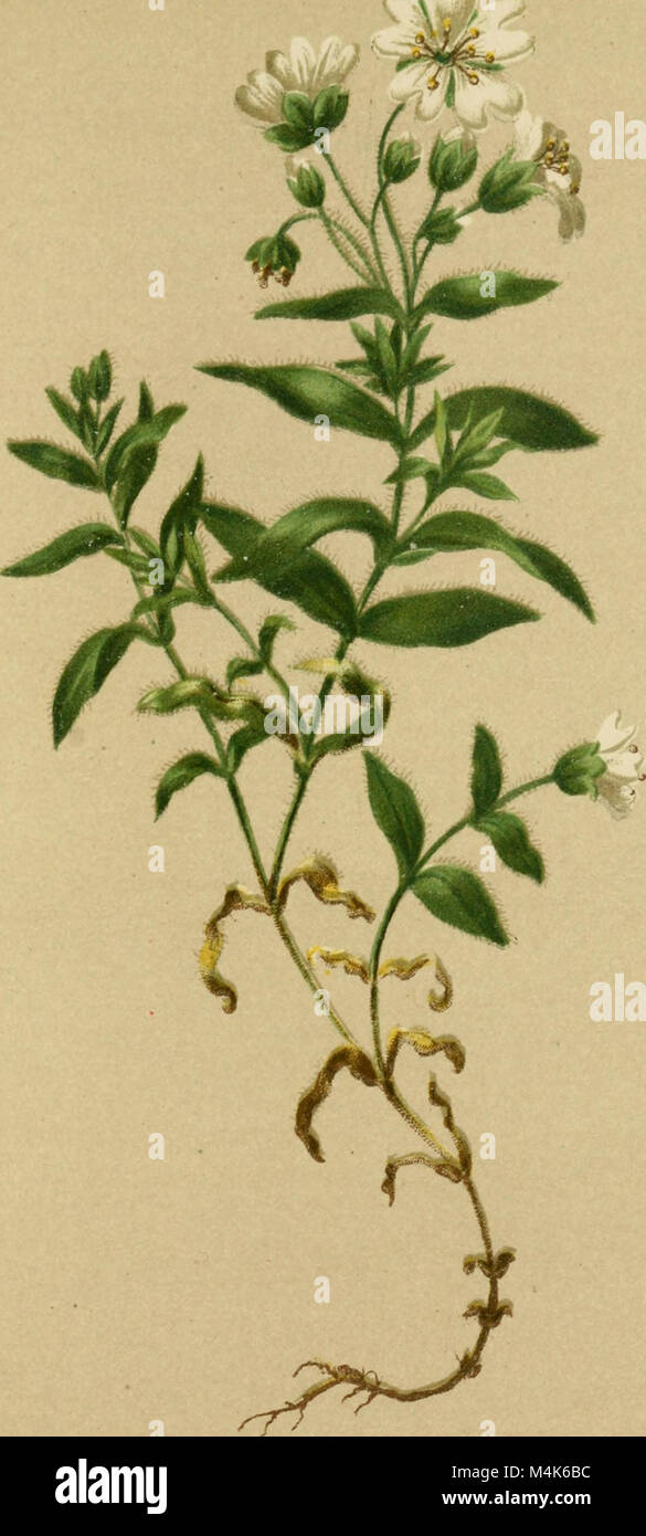 The 'Atlas der Alpenflora' (1882) is a comprehensive guide to the plant species found in the ...