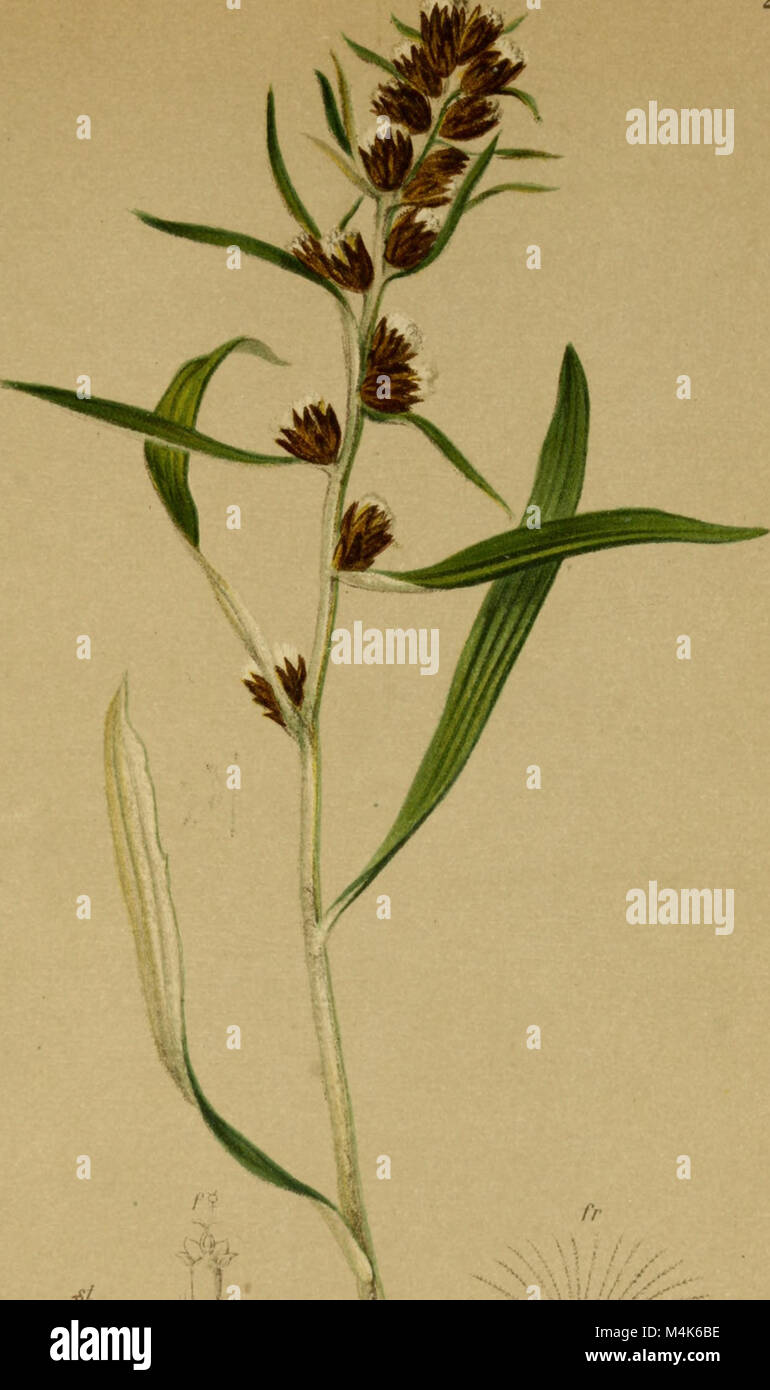 The 'Atlas der Alpenflora' (1882) is a botanical reference that showcases the diverse plant ...