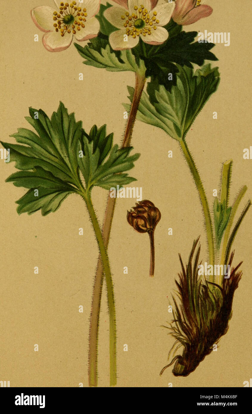 Atlas der Alpenflora (1882) is a detailed botanical guide to the plant ...