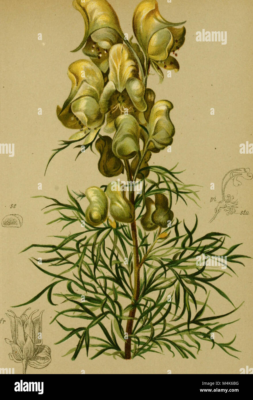 'Atlas der Alpenflora' (1882) is a botanical atlas that provides detailed illustrations and ...