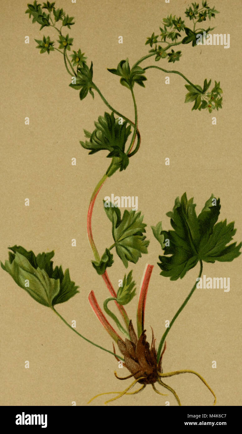 The *Atlas der Alpenflora* (1882) is a detailed botanical work documenting the flora of the Alps ...