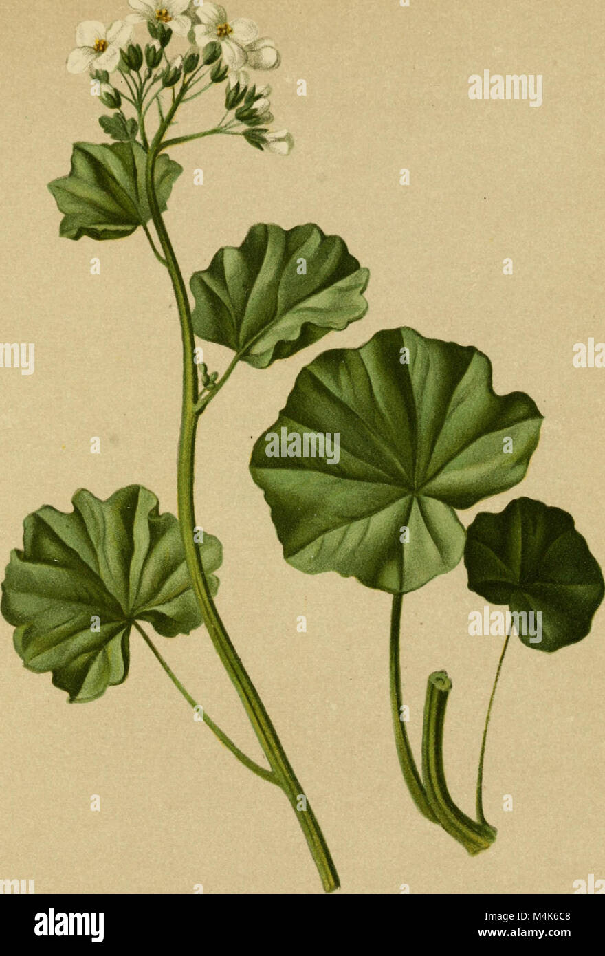 The 1882 Atlas der Alpenflora is a comprehensive guide to the flora of the Alps, documenting the ...