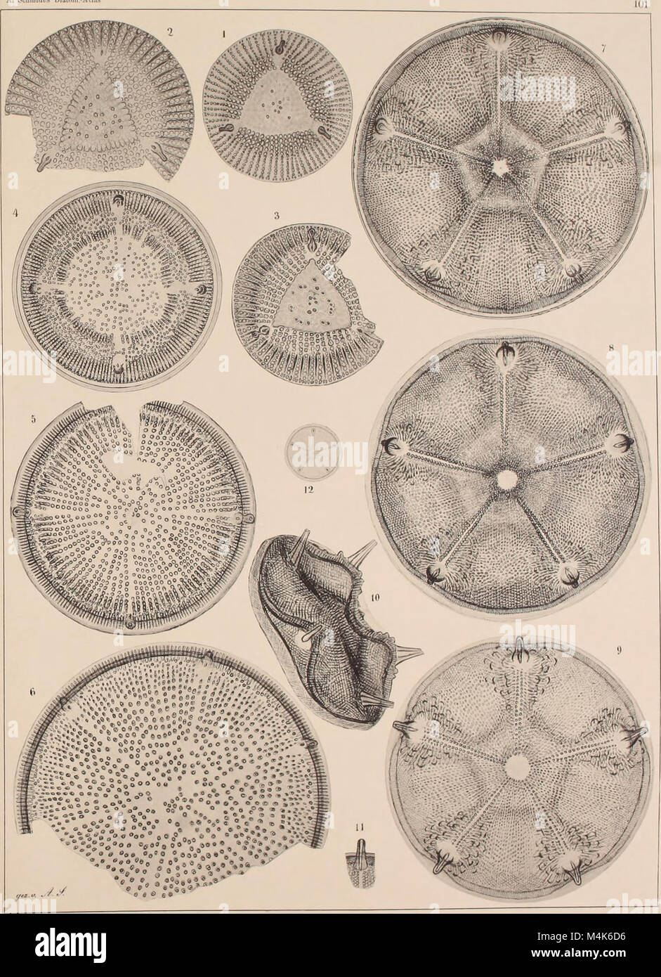 'Atlas der Diatomaceen-Kunde' (1874) is a scientific atlas documenting ...