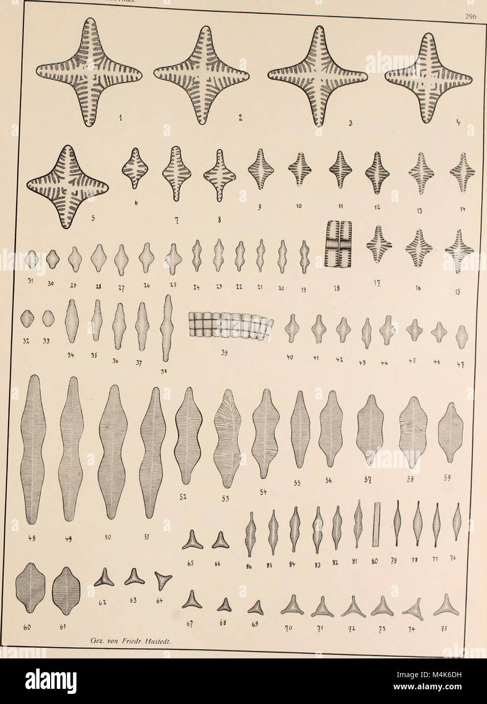 This 1874 atlas focuses on diatom taxonomy, offering detailed ...