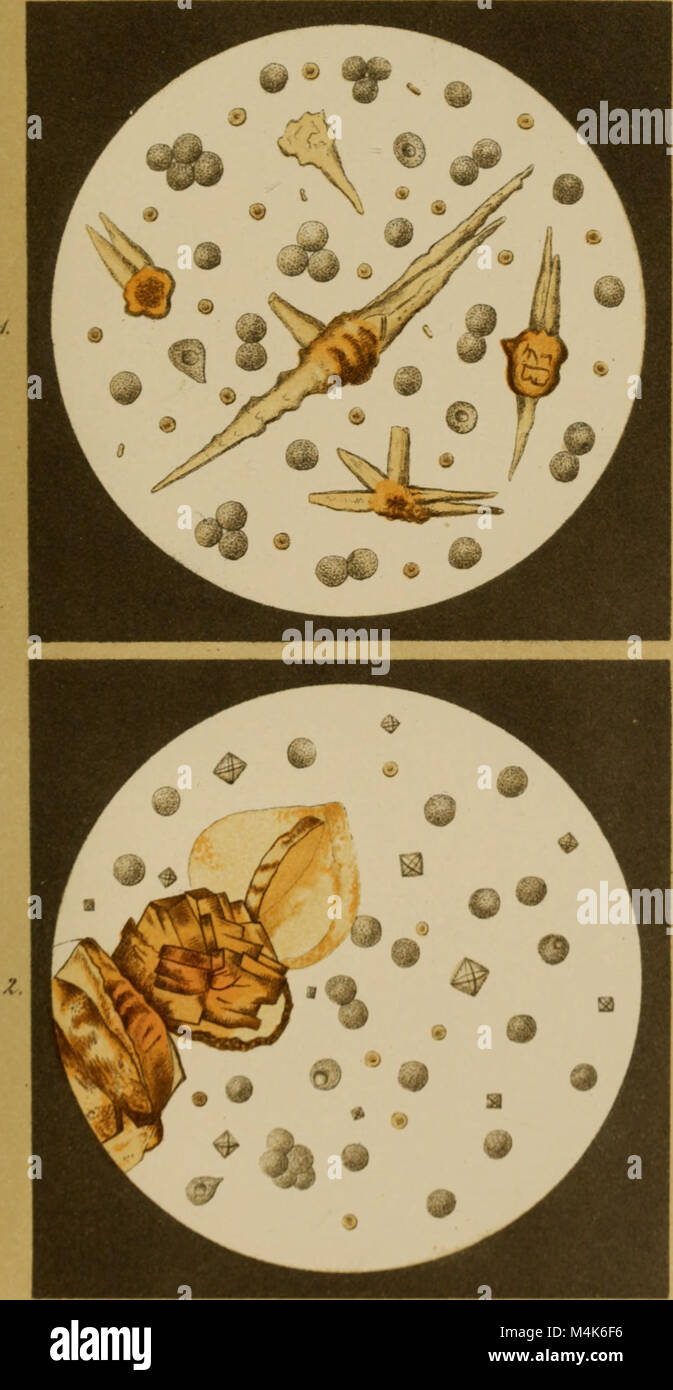 This 1871 atlas details the physiological and pathological ...