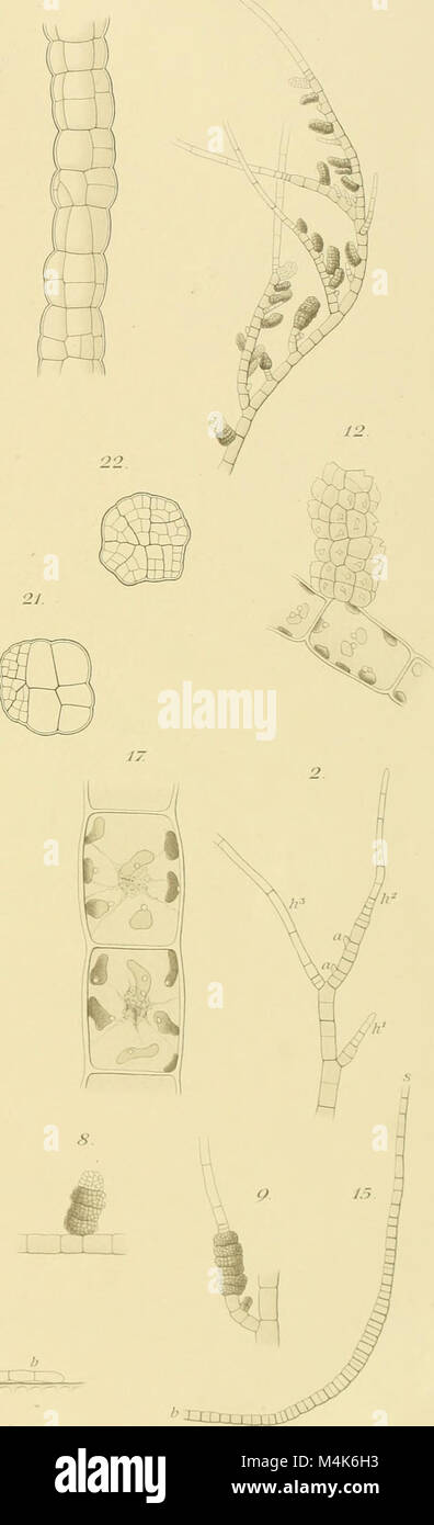 Atlas deutscher Meeresalgen (1889-92) (20350563601 Stock Photo - Alamy