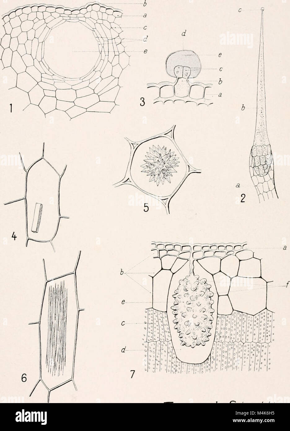 'Atlas de Botanique Microscopique' (1908) is a detailed botanical ...
