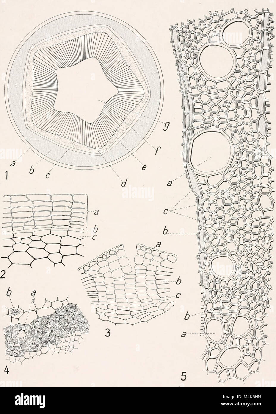 The Atlas of Microscopic Botany, published in 1908, is a practical ...